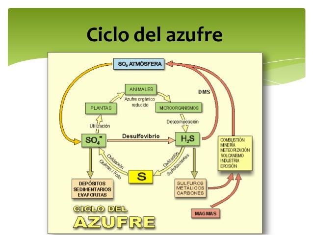 Ciclo del azufre