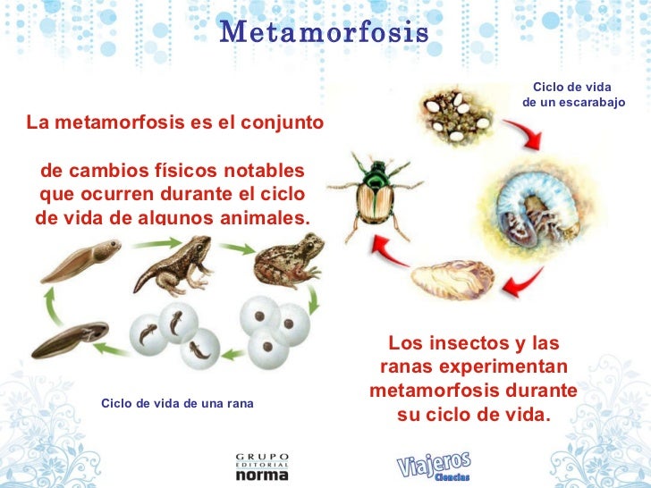 Dibujo del ciclo vital de la oveja - Imagui