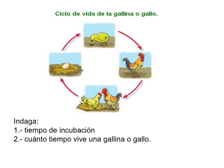Ciclo vital de la gallina - Imagui