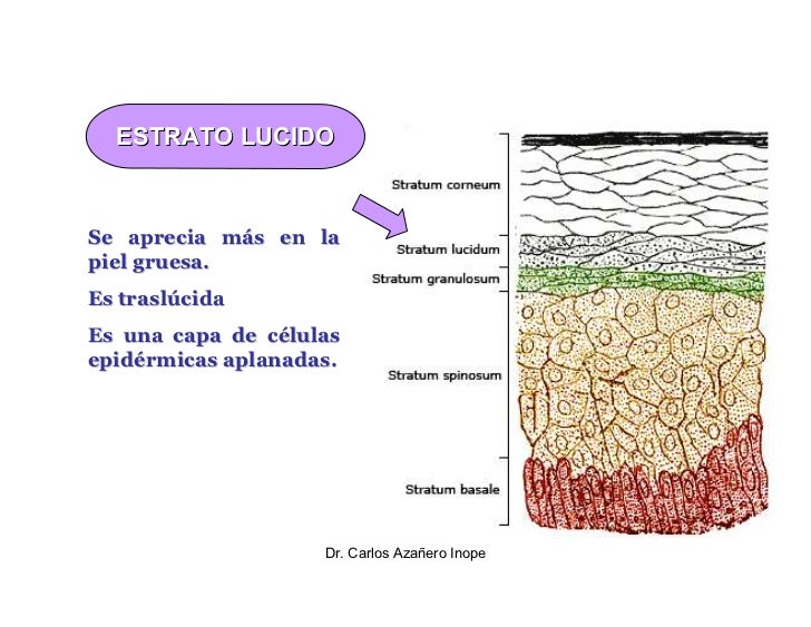 LA PIEL: Estrato Lúcido