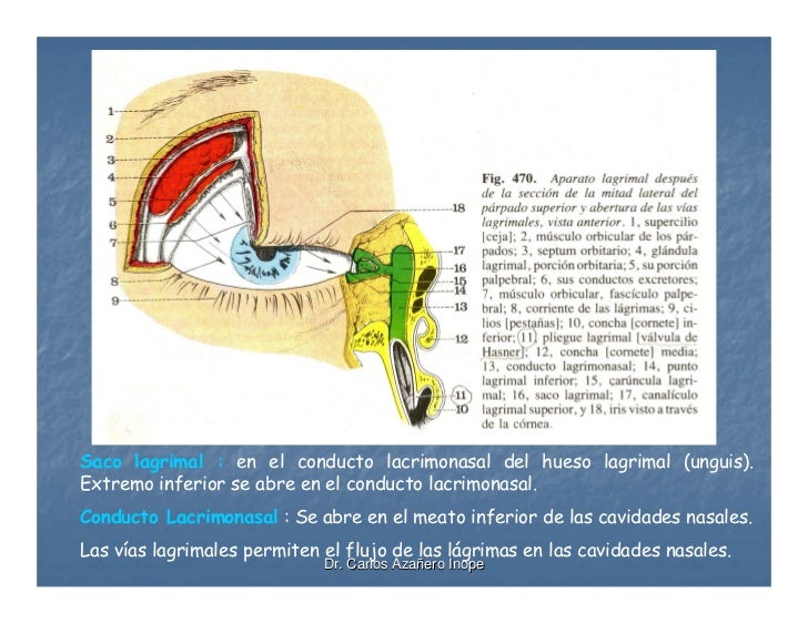 Clase 3 1 El Ojo