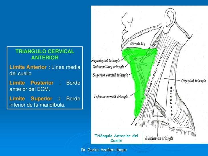 Clase 5 Triangulos Del Cuello