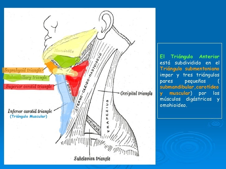 Clase 5 Triangulos Del Cuello