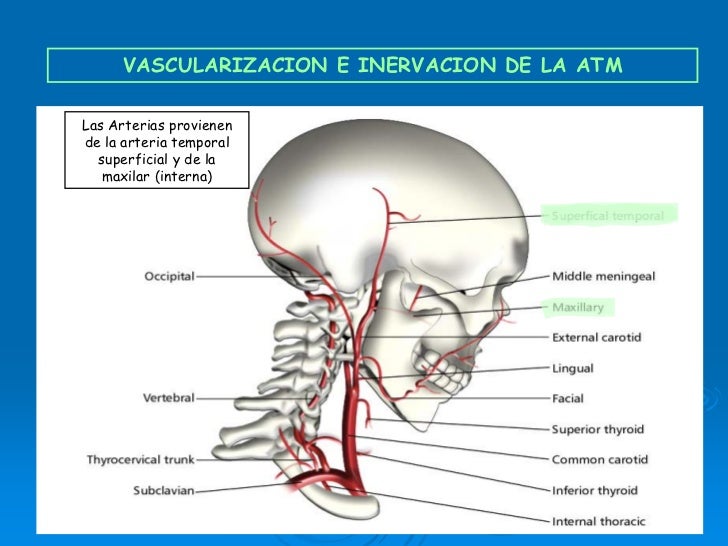 Clase 8 Articulacion Temporomandibular
