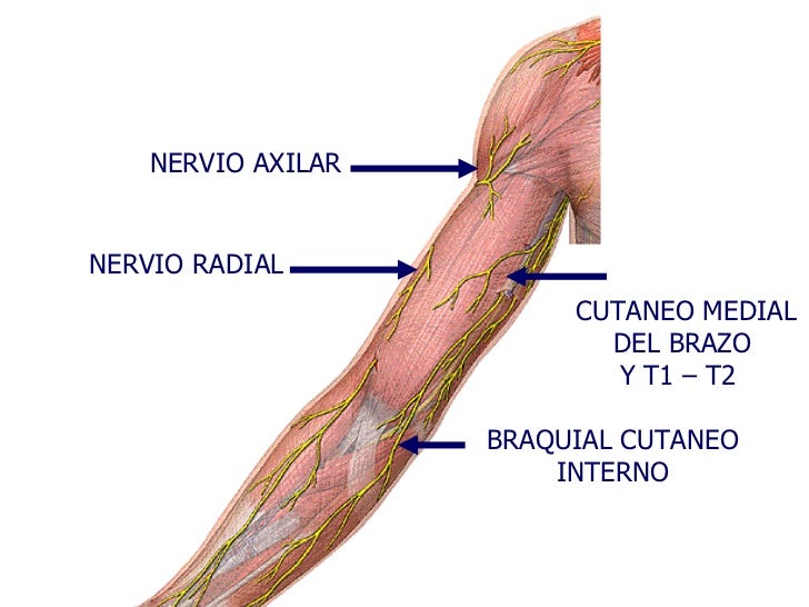 Clase N°4 Anatomia Humana Tema Brazo Y Codo