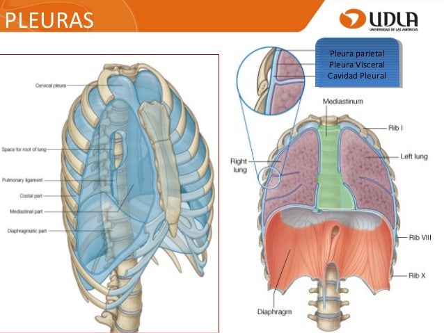 aparato respiratorio