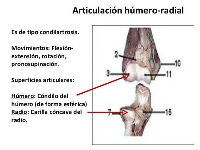 Articulación del Codo