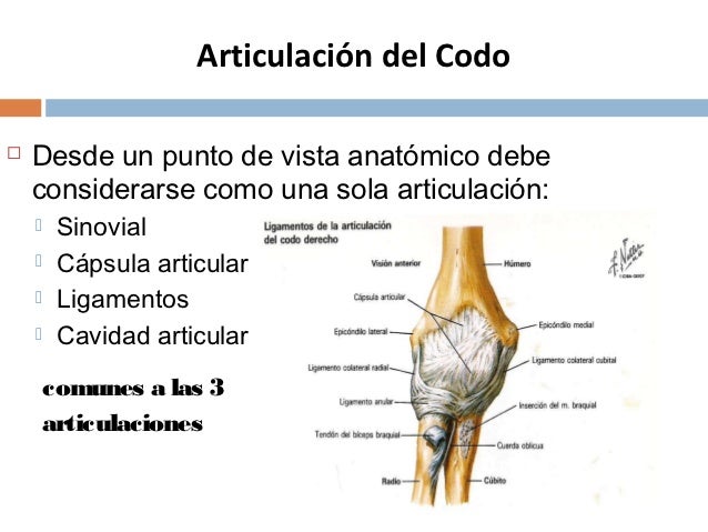 Articulación del Codo