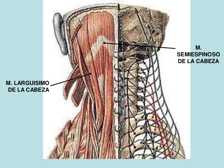 Musculos de la Cabeza y Cuello