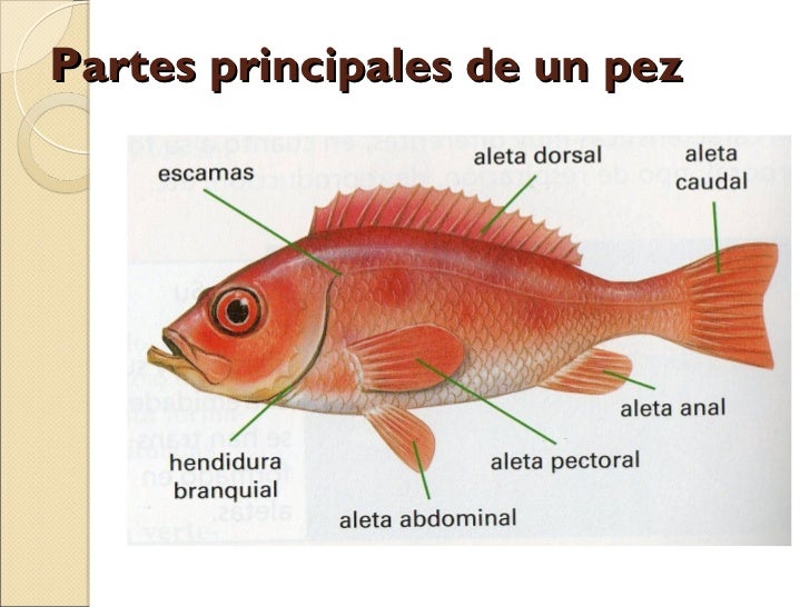 Imagenes de un pez y sus partes - Imagui