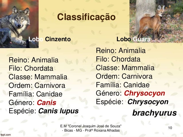 Classificando Os Seres Vivos 2014