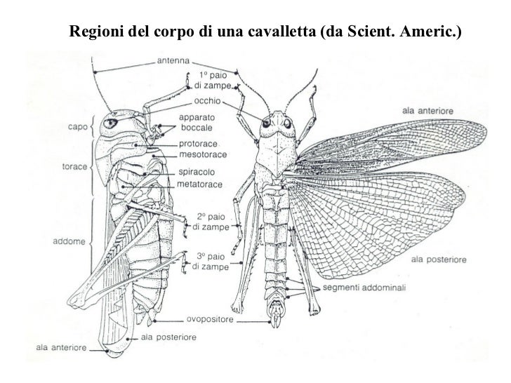 Classificazione degli insetti
