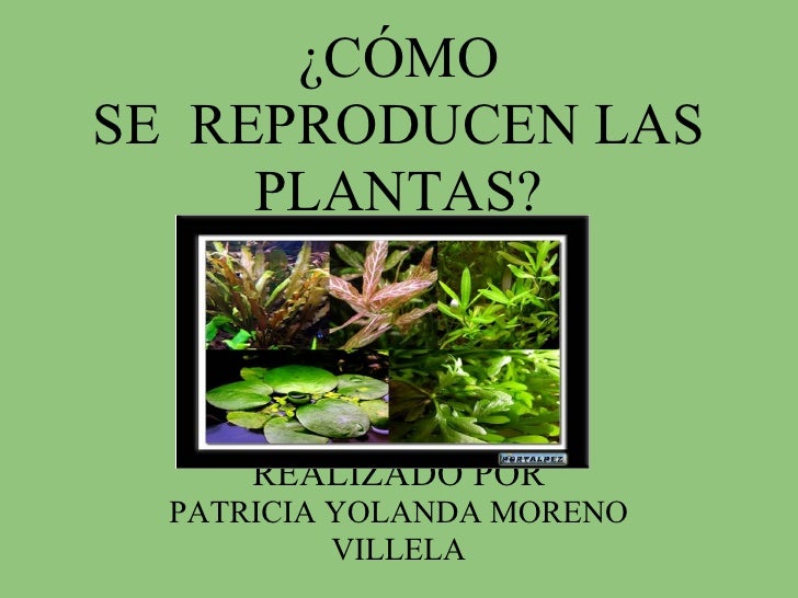 Como se reproducen las plantas - Imagui