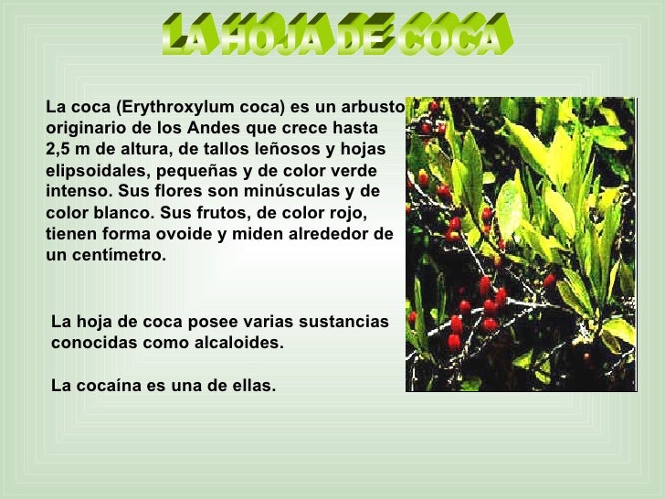 La Hoja De Coca