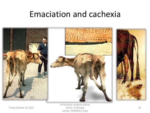 Common Cattle Diseases By Drpavulrajs Mvsc Pathology Scholar