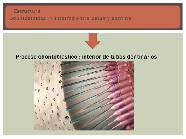 Complejo dentino pulpar