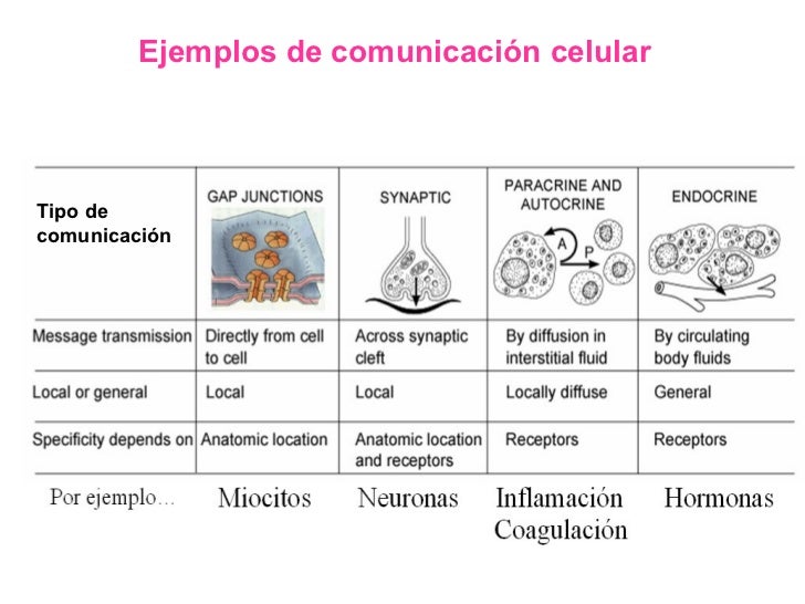 Comunicacion Celular