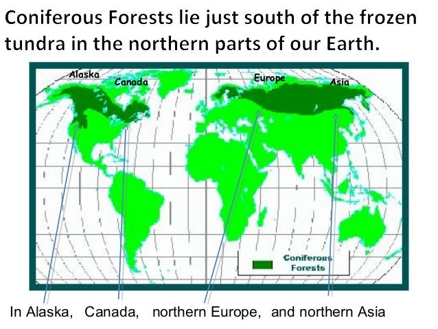 Coniferous forests (teach)
