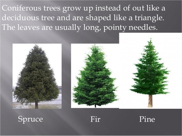 Coniferous trees
