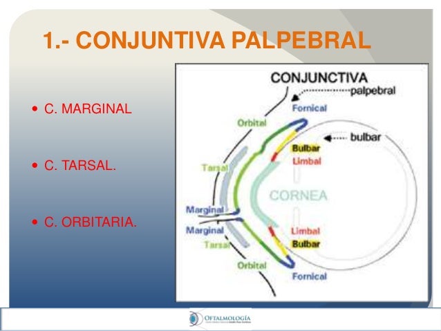 Conjuntiva ocular: anatomia y fisiologia