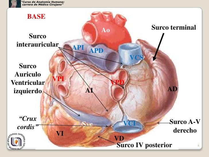 Corazon Primera