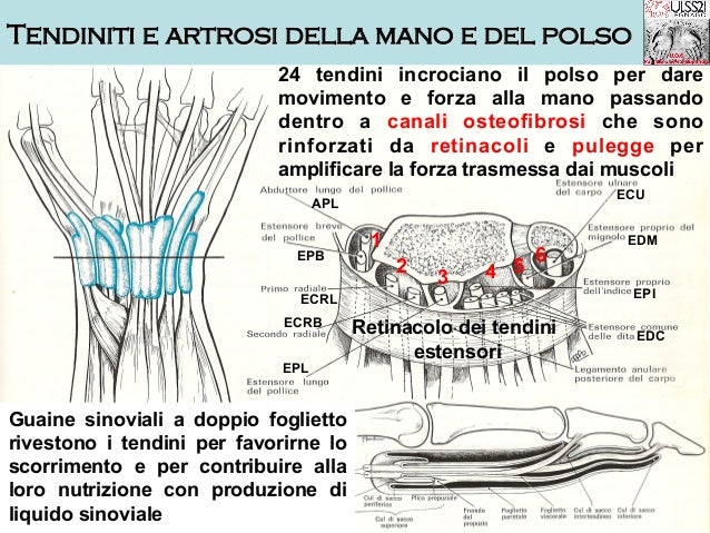 Tendiniti e artrosi della mano e del polso - Corso SPISAL Legnago 21/…