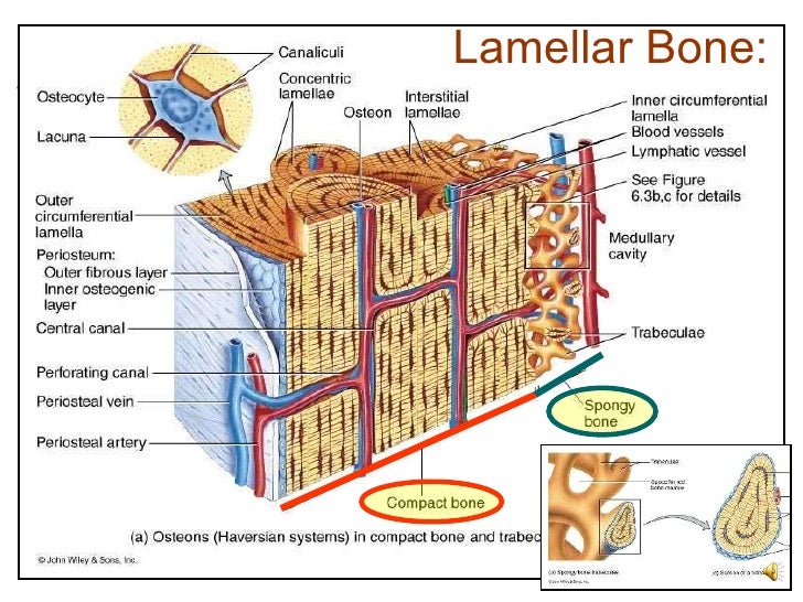 Pathology of Trauma
