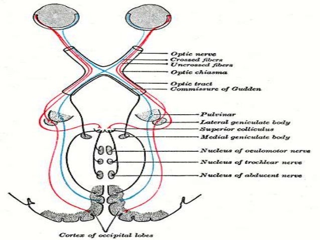 Cranial nerves pathways