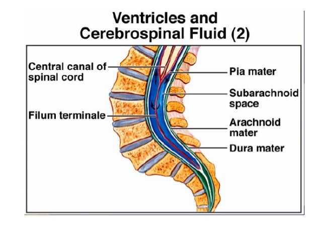 Csf & ventricles