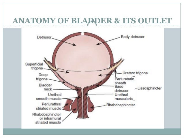 Detrusor Sphincter Dyssynergia