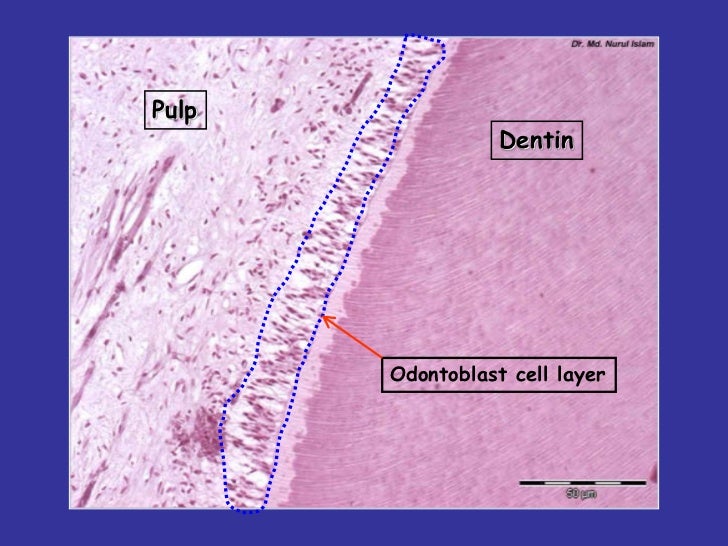 Dentin pulp complex