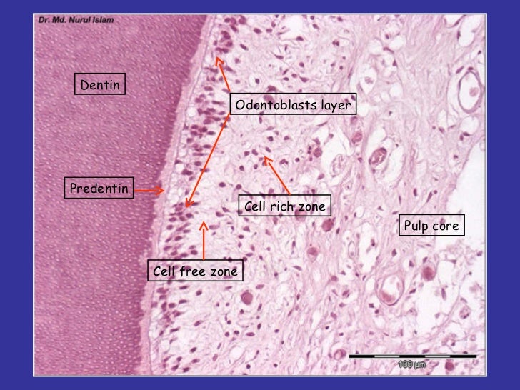 Dentin pulp complex
