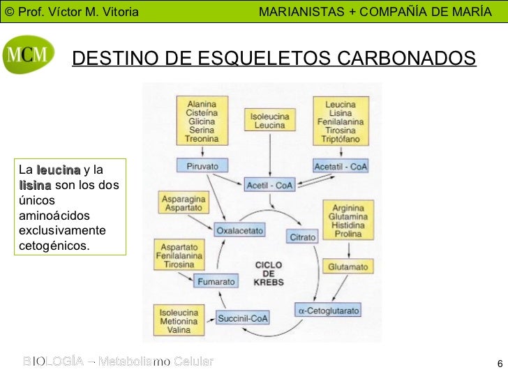 CATABOLISMO DE LOS AMINOÁCIDOS