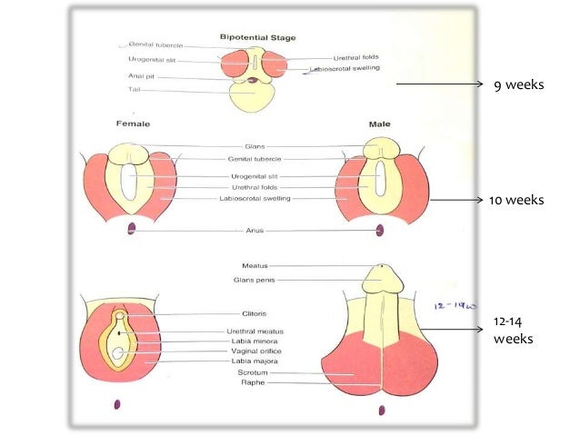 Development Of External And Internal Genitalia By Drpreksha