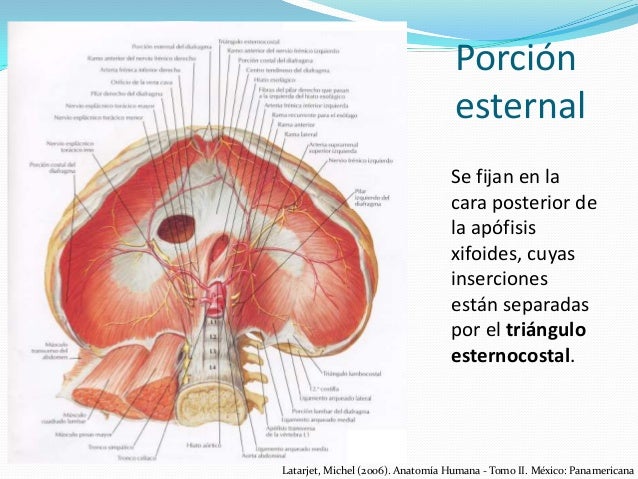 Anatomía De Diafragma
