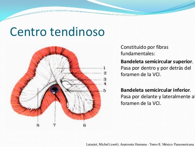 Anatomía De Diafragma