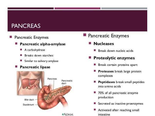 Digestive System
