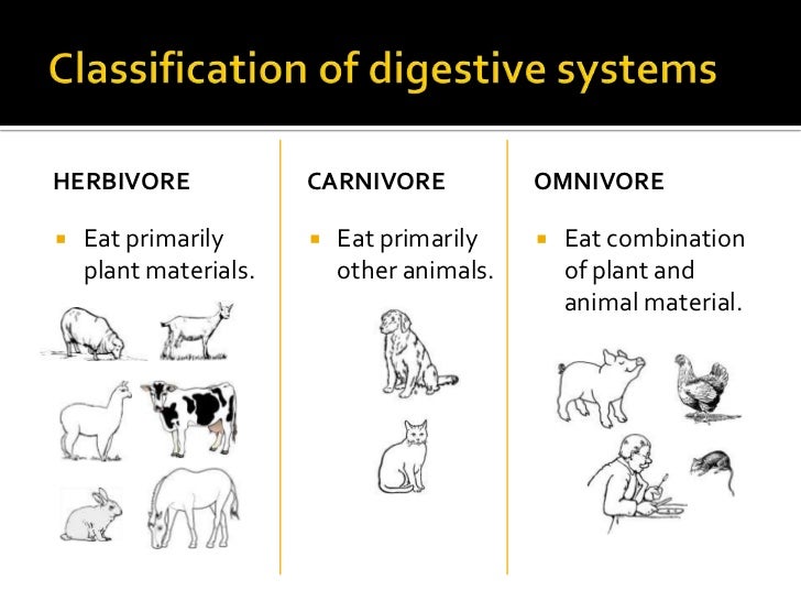 Digestive physiology