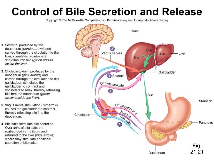 Produce Bile In The Digestive System at James Woodworth blog
