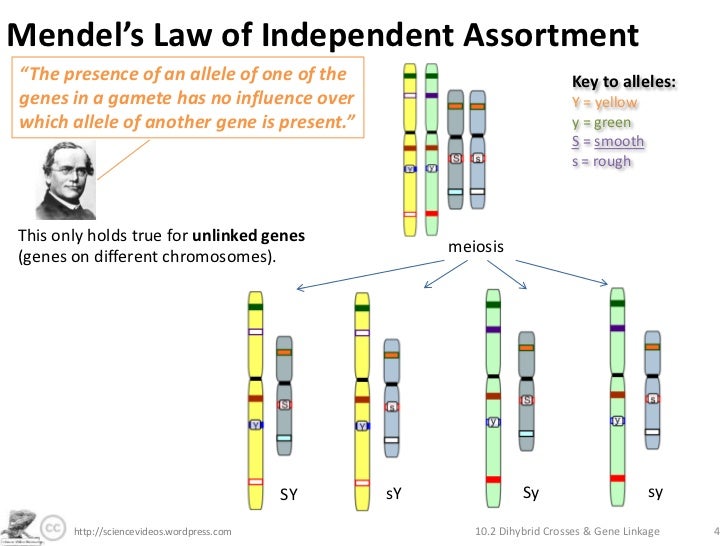 Dihybrid Crosses, Gene Linkage and Recombination