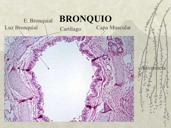 Histologia