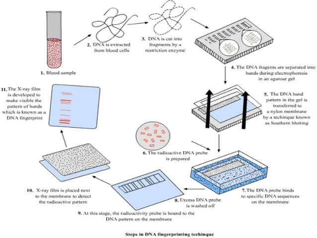 Dna Forensic Analysis