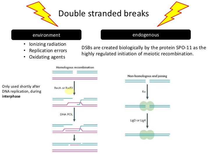 Dna Repair Pathways