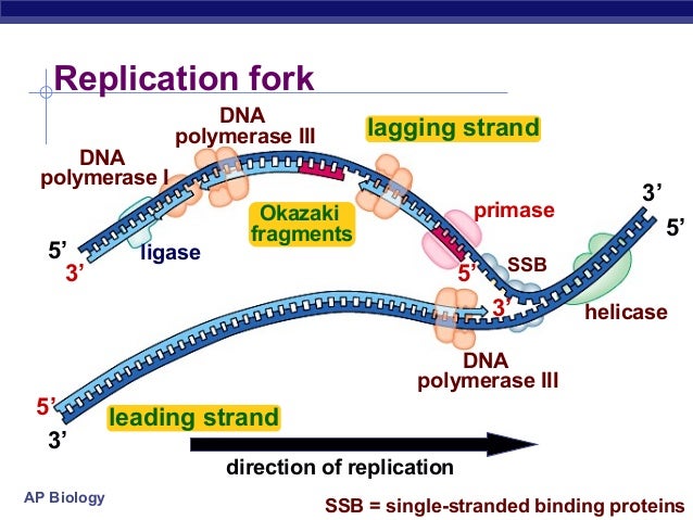 Dna replication