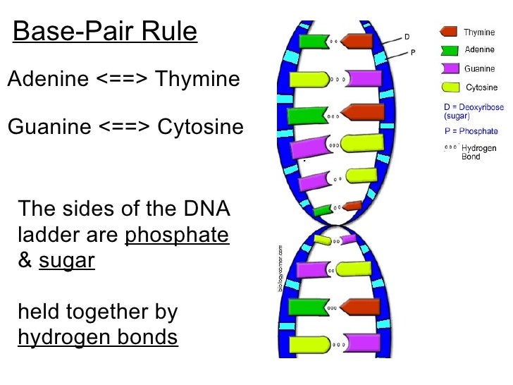 Dna Rna Dna Rna