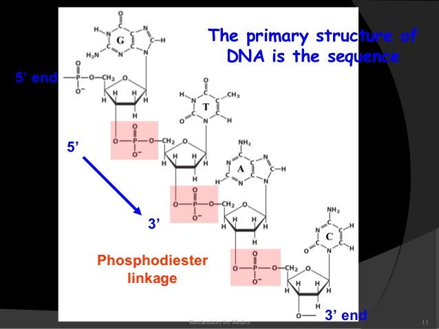 Dna Structure Properties Types And Functions