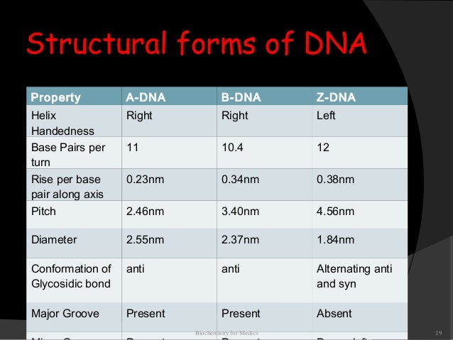 Dna Structure Functions And Properties