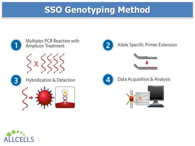 Donor HLA Typing 101