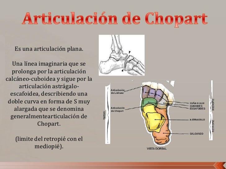 ANATOMIA Articulacion Chopart Y Lisfranc ANATOMIA Articulacion Chopart Y Lisfranc