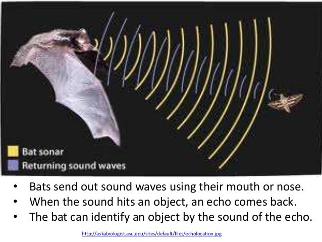 Echolocation